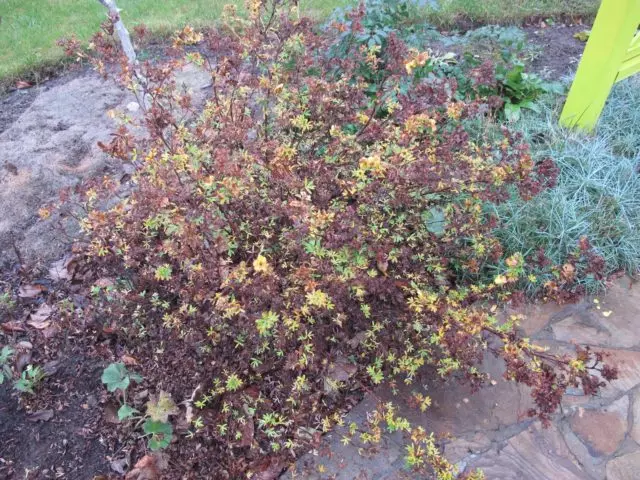 Pruning Potentilla झाडी (Kuril चिया): शरद ,तु, वसन्त मा, कसरी र कहिले काट्ने, भिडियो 1182_4