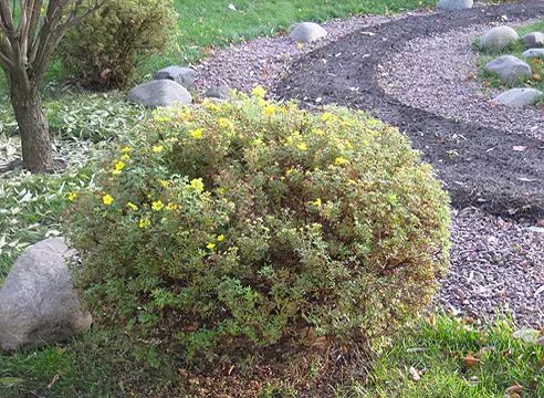 Pruning Potentilla झाडी (Kuril चिया): शरद ,तु, वसन्त मा, कसरी र कहिले काट्ने, भिडियो 1182_5