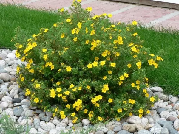 Pruning Potentilla झाडी (Kuril चिया): शरद ,तु, वसन्त मा, कसरी र कहिले काट्ने, भिडियो 1182_8