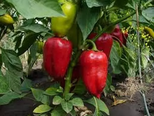 Pepper Red Schaufel: Beschreiwung, Foto, Bewäertungen 11845_5