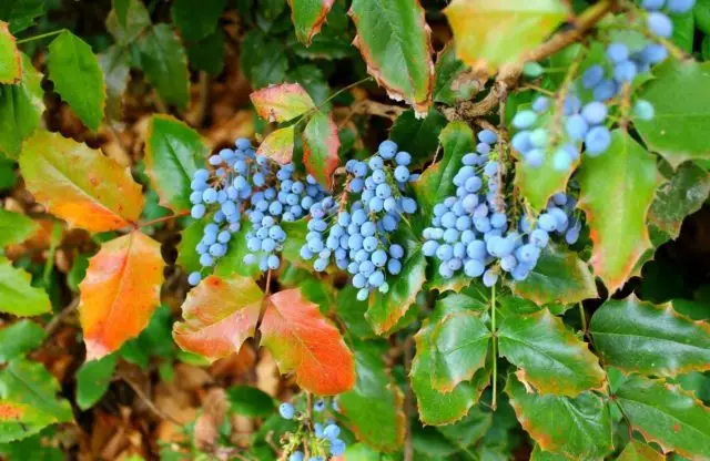 Mahonia-hulstbessen: toepassing, geneeskrachtige eigenschappen, recepten 1185_1