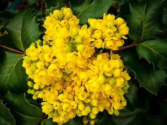 Mahonia-hulstbessen: toepassing, geneeskrachtige eigenschappen, recepten 1185_3