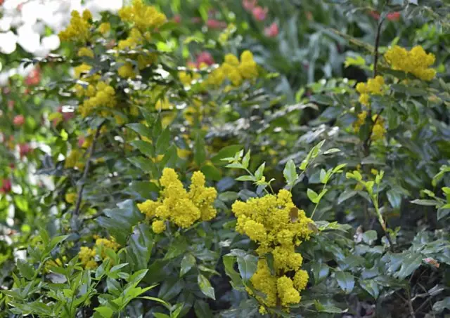 Mahonia-hulstbessen: toepassing, geneeskrachtige eigenschappen, recepten 1185_4