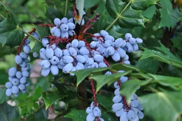 Mahonia-hulstbessen: toepassing, geneeskrachtige eigenschappen, recepten 1185_5