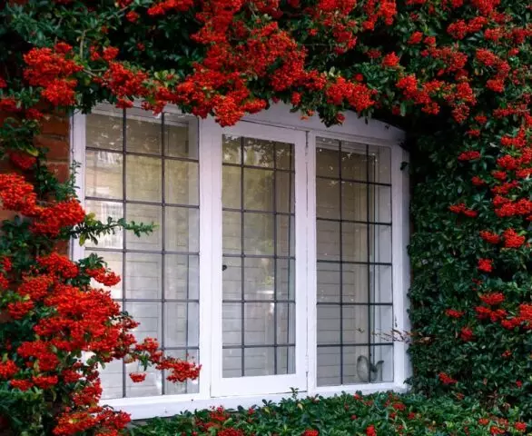 Pyracantha: foto, descrición, cultivo e coidado, comestible ou non, variedades, reprodución 1189_1