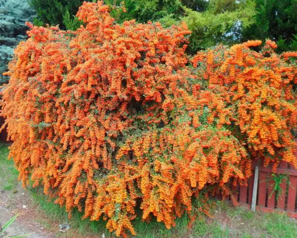 Pyracantha: hoto, bayanin, noma da kulawa, abin ci ko a'a, iri, haifuwa 1189_10