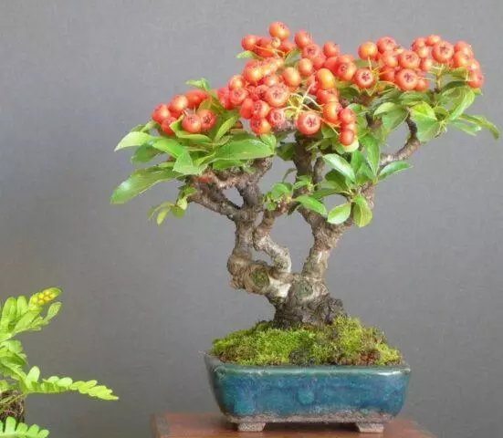 Pyracantha: hoto, bayanin, noma da kulawa, abin ci ko a'a, iri, haifuwa 1189_11