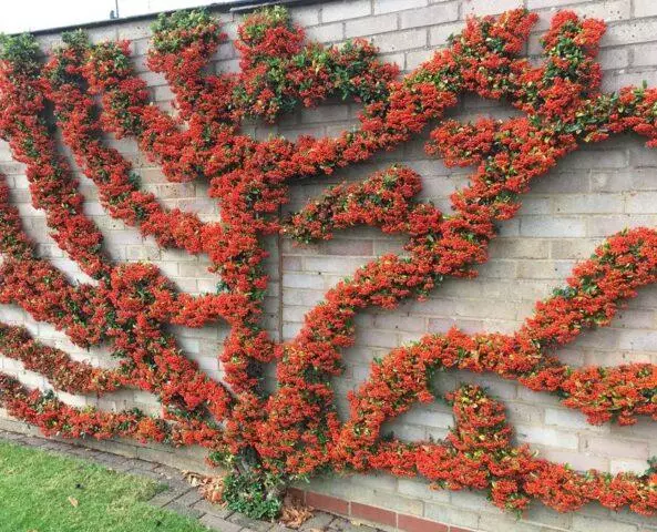 Pyracantha: foto, descrición, cultivo e coidado, comestible ou non, variedades, reprodución 1189_2