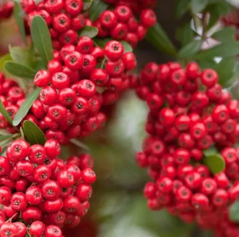 Pyracantha: hoto, bayanin, noma da kulawa, abin ci ko a'a, iri, haifuwa 1189_3