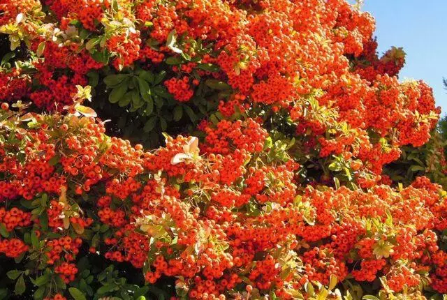 Pyracantha: foto, descrición, cultivo e coidado, comestible ou non, variedades, reprodución 1189_4