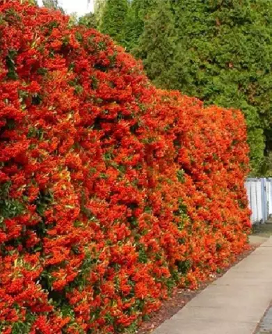 Pyracantha: foto, descrición, cultivo e coidado, comestible ou non, variedades, reprodución 1189_5