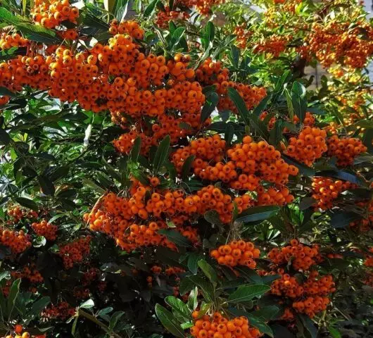 Pyracantha: foto, descrición, cultivo e coidado, comestible ou non, variedades, reprodución 1189_6