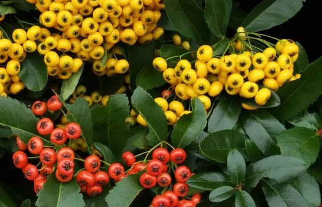 Pyracantha: hoto, bayanin, noma da kulawa, abin ci ko a'a, iri, haifuwa 1189_7