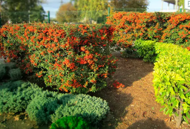 Pyracantha: hoto, bayanin, noma da kulawa, abin ci ko a'a, iri, haifuwa 1189_8