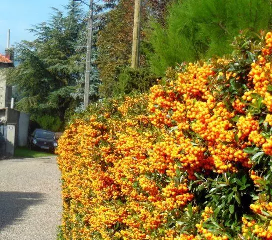 Pyracantha: foto, descrición, cultivo e coidado, comestible ou non, variedades, reprodución 1189_9