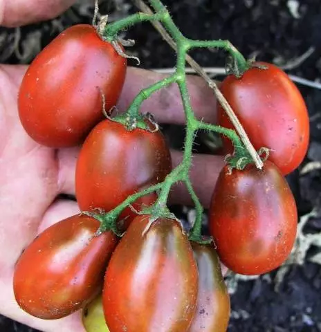 Tomaty Black Moor: toetra sy famaritana ny karazany 11918_2