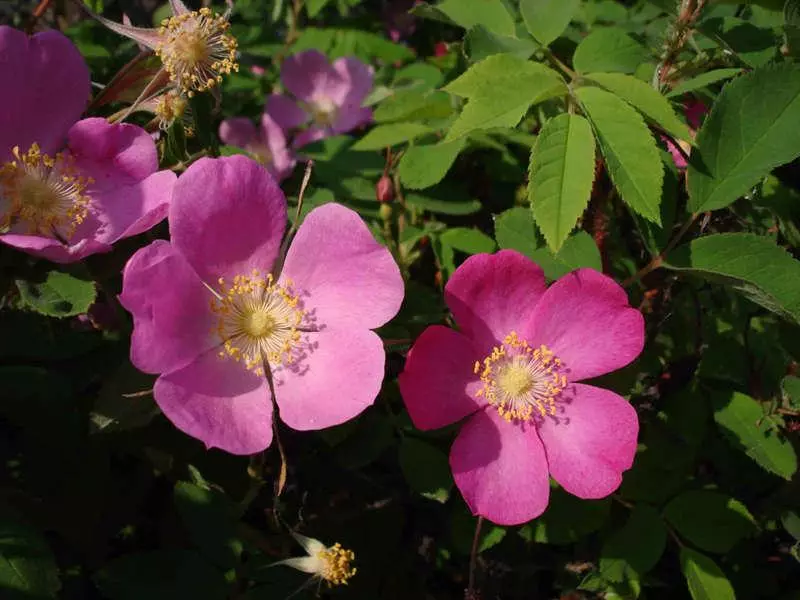 Rosa mosqueta (rosa) espiñenta (rosa acicularis): descrición, propiedades medicinais