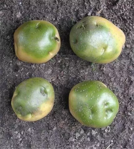 Waarom aardappelen groen worden tijdens bewaring 11930_1