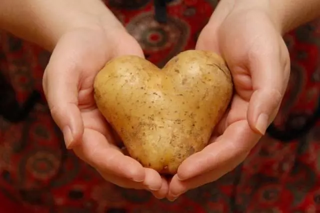 Waarom aardappelen groen worden tijdens bewaring 11930_4