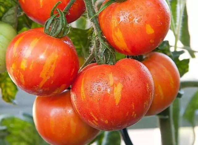 Tomato Honey fireworks: ituaiga faʻamatalaga, ata, iloiloga, fua 11934_2