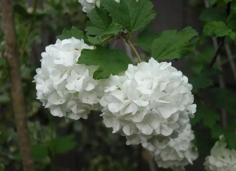 Viburnum Roseum biasa (viburnum opulus Roseum): fitur budidaya, poto