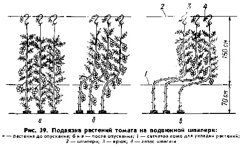 Фарміраванне индетерминантных таматаў ў цяпліцы 11941_9