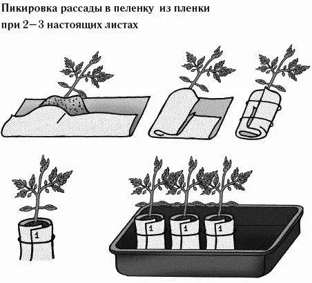 Расада памідор у слімаку і пялёнках + відэа 11944_4