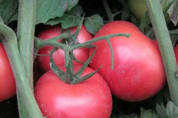 Tomato Pink Bush F1: iloiloga, ata o le togavao 11960_1