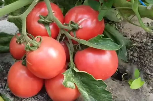 Tomato Pink Bush F1: resinsjes, foto's fan 'e bush 11960_6