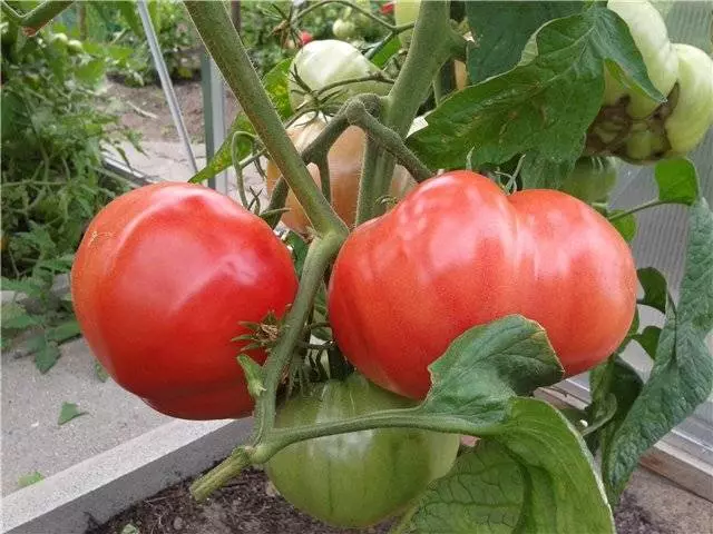 Saiz Rusia Tomato: ciri dan keterangan mengenai pelbagai 11963_1