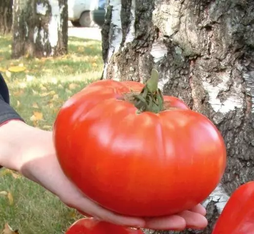 Tomato ubungakanani Russian: iimpawu kunye nenkcazo ezahlukeneyo 11963_2