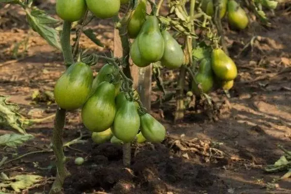 Tomato Grushovka: karakterizaĵoj kaj priskribo de la vario 11968_6