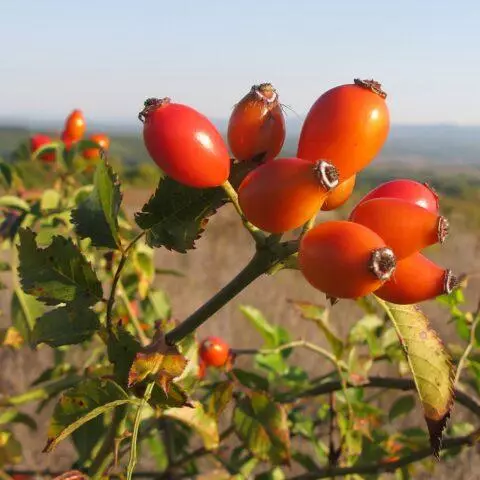 Kulîlka kûçikê (gula canina, rosa canina): ya ku dixuye, nebatê ji ya normal ciyawaz bikin, danasîna kulîlk, pel, pergala kokê