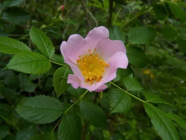 Rós madraí (canina ardaigh, canosa rosa): an chuma atá air, idirdhealú a dhéanamh idir planda agus gnáthphlanda, tuairisc ar bhláth, duilleoga, córas fréimhe 1197_10