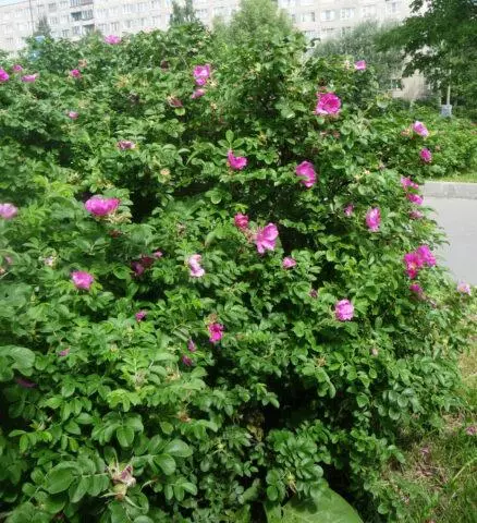 Rós madraí (canina ardaigh, canosa rosa): an chuma atá air, idirdhealú a dhéanamh idir planda agus gnáthphlanda, tuairisc ar bhláth, duilleoga, córas fréimhe 1197_11