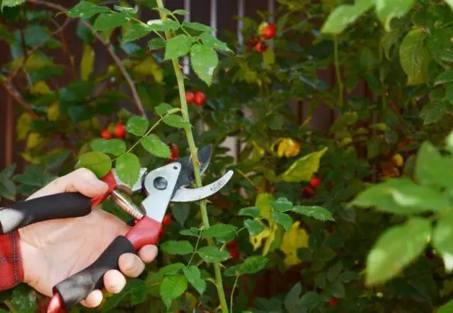 Hondsroos (rose canina, rosa canina): hoe het eruit ziet, een plant onderscheiden van een gewone, een beschrijving van een bloem, bladeren, wortelstelsel 1197_12