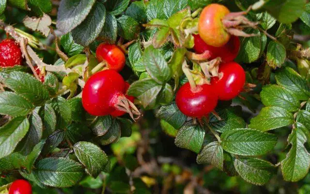 Hondsroos (rose canina, rosa canina): hoe het eruit ziet, een plant onderscheiden van een gewone, een beschrijving van een bloem, bladeren, wortelstelsel 1197_2