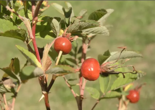 Hondsroos (rose canina, rosa canina): hoe het eruit ziet, een plant onderscheiden van een gewone, een beschrijving van een bloem, bladeren, wortelstelsel 1197_3