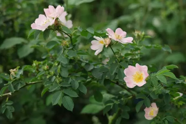 Hondsroos (rose canina, rosa canina): hoe het eruit ziet, een plant onderscheiden van een gewone, een beschrijving van een bloem, bladeren, wortelstelsel 1197_4