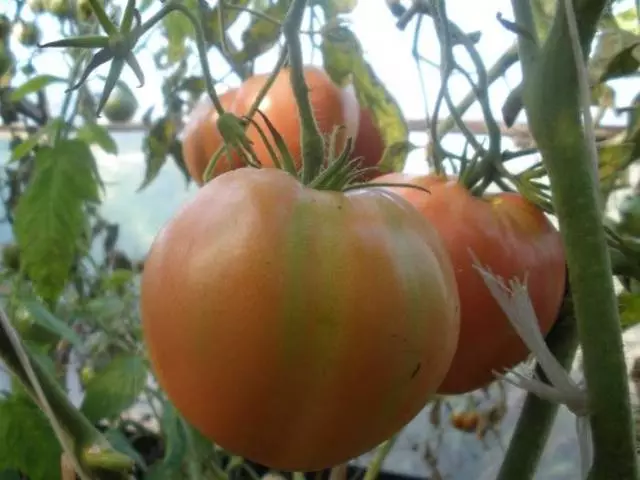 Tomato Cap of Monomakh: danasîn, wêne, nirxandin 11980_4