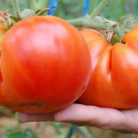 Tomato Cap of Monomakh: keterangan, foto, ulasan 11980_5