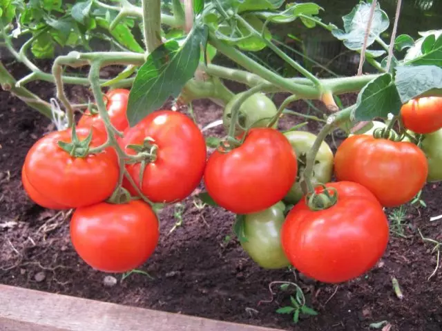 Tomato a Bella Ross: ituaiga eseese, iloiloga, ata, fua 11993_2