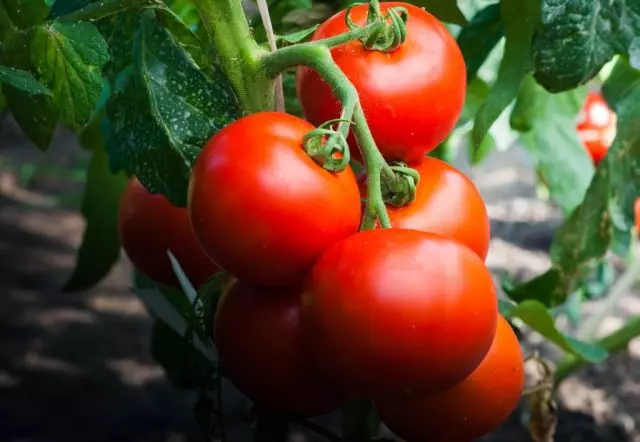 Tomato a Bella Ross: ituaiga eseese, iloiloga, ata, fua 11993_7