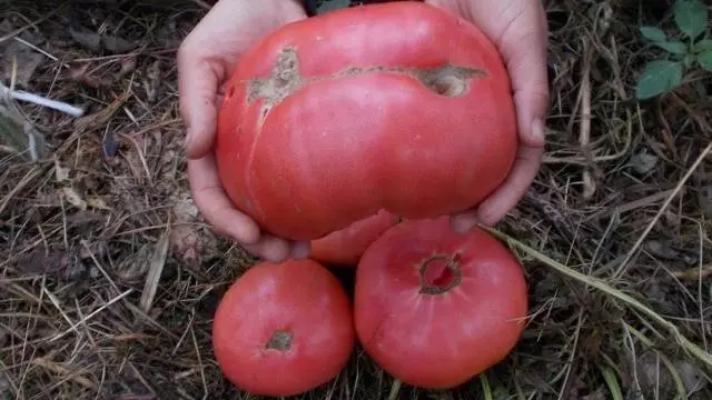 Mel de tomate: comentários, fotos, rendimento 11995_10