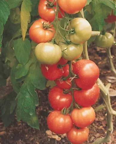 Cherry tomatoes: description of varieties with photos, reviews 11996_3