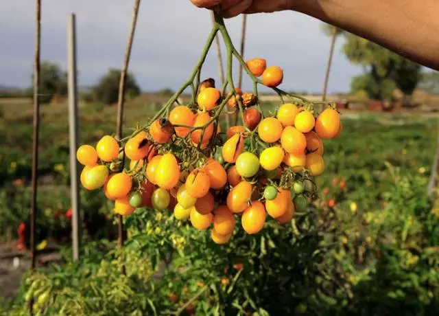 Ang kamatis ni Ildi: paglalarawan, larawan, mga pagsusuri 12001_3