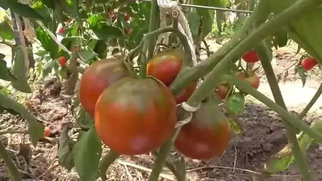 Tomato Black Prince: sharaxaad, sawir, dib u eegis 12002_4