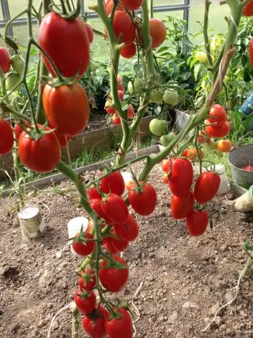 Danteithfwyd Pickling Tomato: disgrifiad amrywiaeth, lluniau, adolygiadau 12009_1