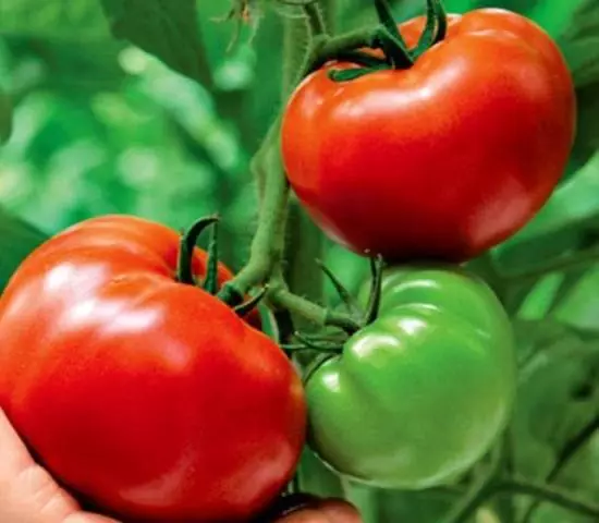 Tomato Fat: litšoaneleho le tlhaloso ea mefuta e fapaneng 12012_1