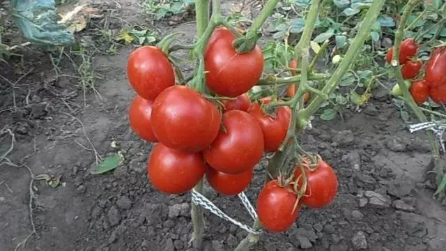 Tomate koipea: barietatearen ezaugarriak eta deskribapena 12012_3